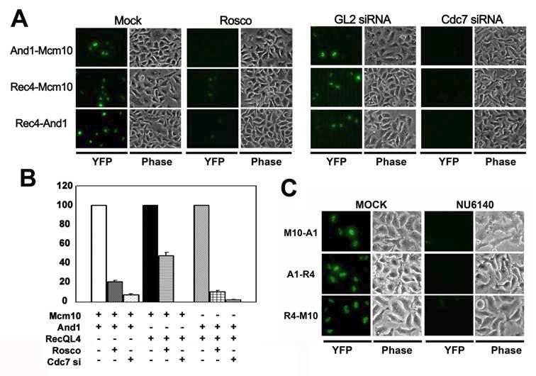 [보고서]복제전복합체 활성화 기전 규명을 통한 인간 세포의 DNA 복제기 조절 연구