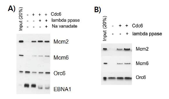 [보고서]복제전복합체 활성화 기전 규명을 통한 인간 세포의 DNA 복제기 조절 연구