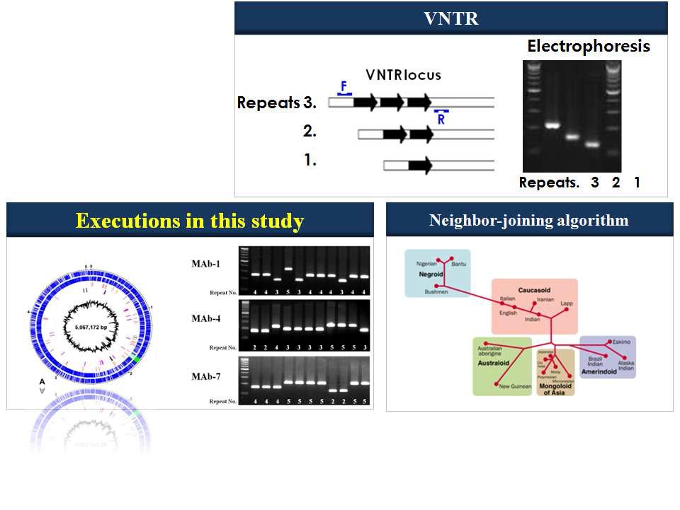 [보고서]폐질환 환자에서 분리한 Mycobacterium abscessus의 VNTR profile 분석을 통한 치료결과 예측 ...