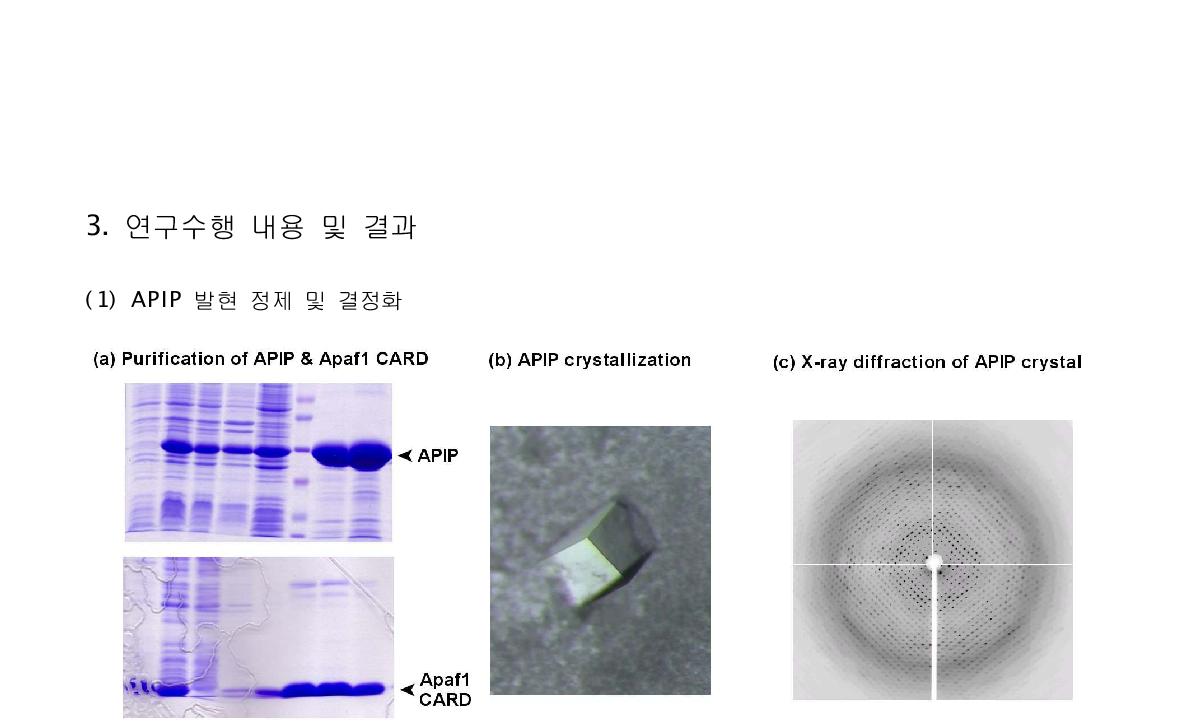 [보고서]반세포사멸 단백질 APIP의 삼차원 구조 및 생화학적 작용기작에 관한 연구