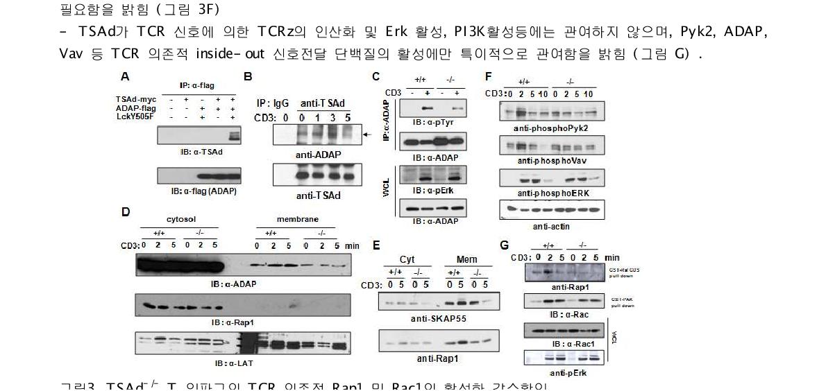 [보고서]TSAd knockout mice 이용 면역시냅스 형성 기작 연구