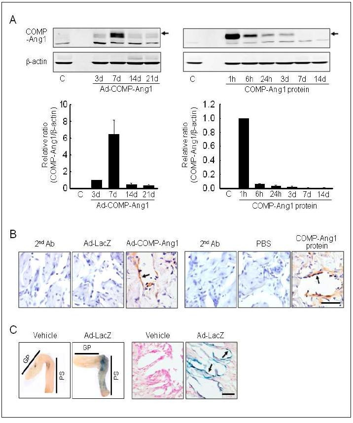[보고서]질환-특이 동물모델에서 국소적 혈관생성-신경재생 제어기술을 이용한 음경기능 재생