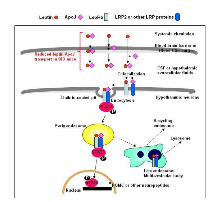[보고서]새로운 섭식 조절 인자 발굴을 통한 비만증의 치료 기술 개발