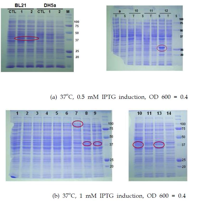[보고서]부탄올 연료 고생산 균주 개발 기술
