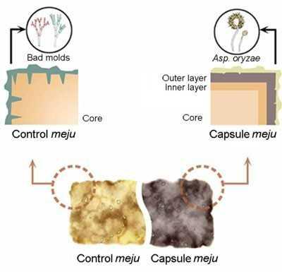 [보고서]수출용 고품질 대두발효식품의 제조를 위한 소형 생산시스템 개발