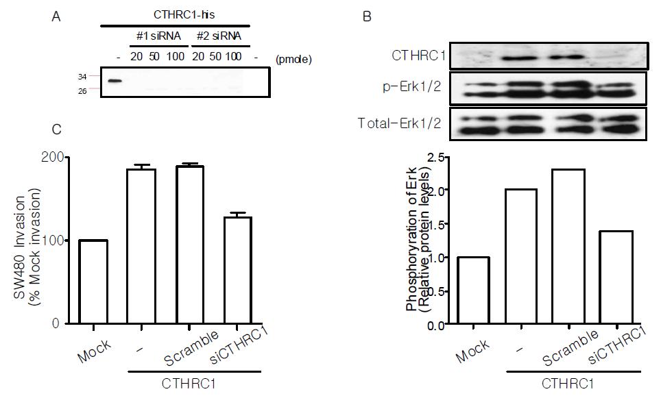 [보고서]대장암 biomarker로서의 CTHRC-1의 종양발생기전 연구