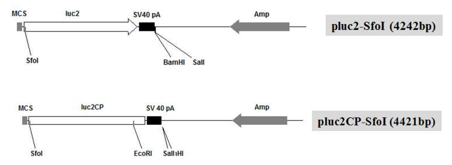 [보고서]인체질환 동물모델 제작을 위한 효율적 원천기술 개발 및 모델동물 적용연구