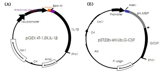 [보고서]넙치 면역보강 세균3종 백신 연구