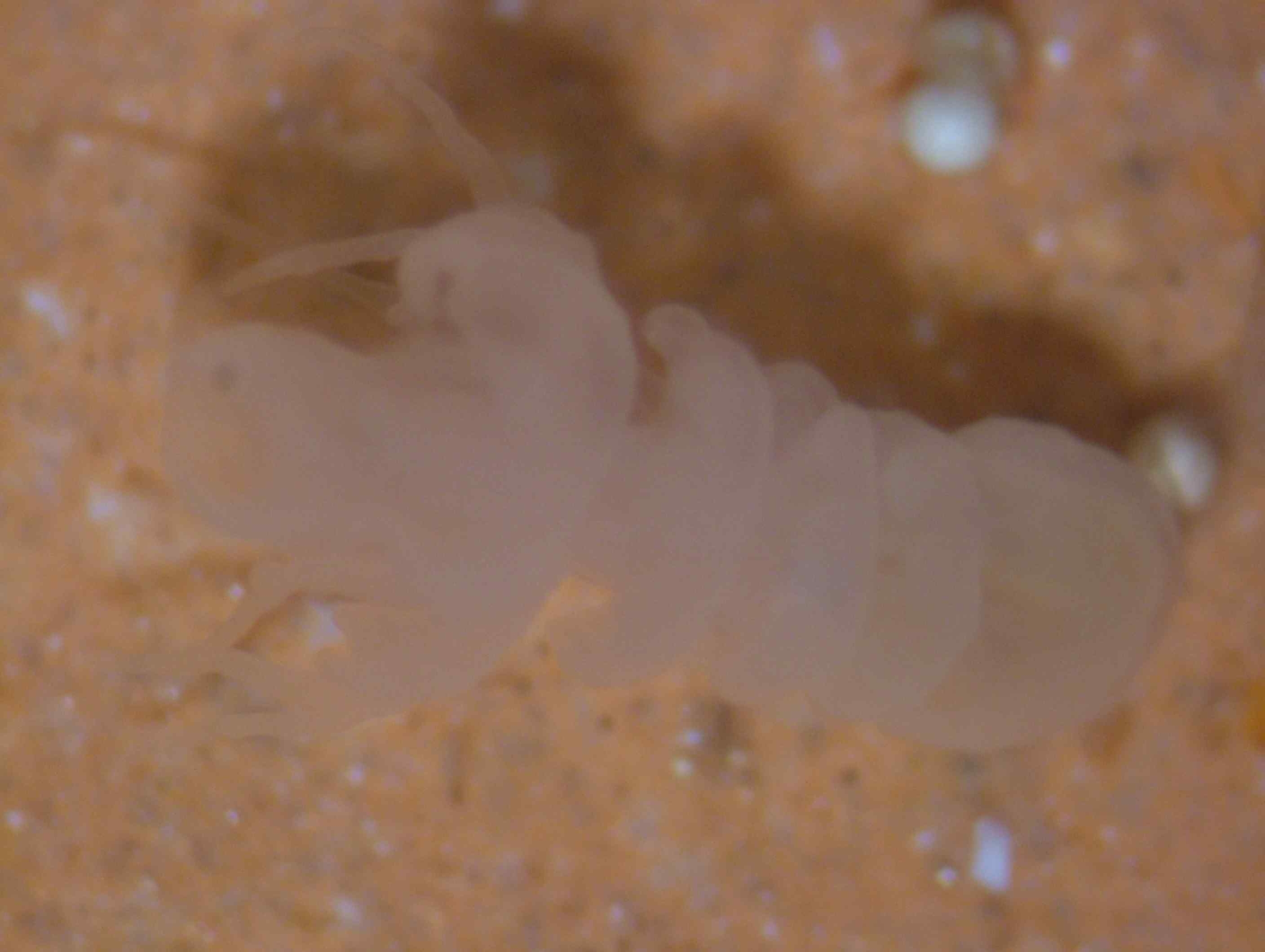 [보고서]해파리 대량발생 원인과 피해대책 연구