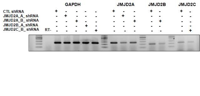 [보고서]Post-translational modification에 의한 히스톤 탈메틸화효소인 Jmjd2 가족단백질의 기능 ...