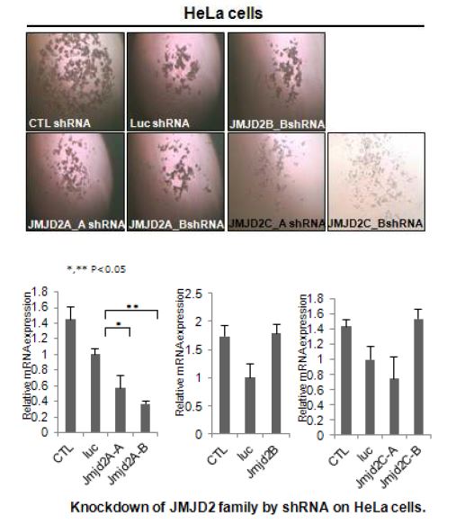 [보고서]Post-translational modification에 의한 히스톤 탈메틸화효소인 Jmjd2 가족단백질의 기능 ...