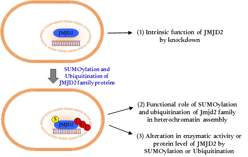[보고서]Post-translational modification에 의한 히스톤 탈메틸화효소인 Jmjd2 가족단백질의 기능 ...