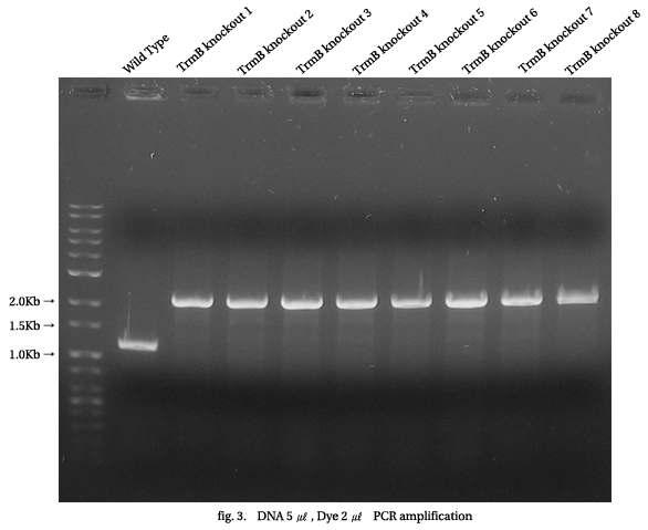 [보고서](초)고온성 아키아 및 세균의 적합용질 생합성 조절 기작을 통한 생존전략 연구