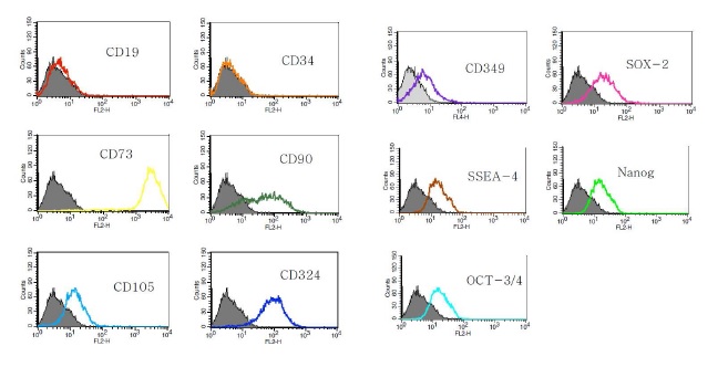 [보고서]사람 태반 양막 줄기세포를 이용한 조기양막파수(Premature rupture of membrane) 모델 연구와 ...