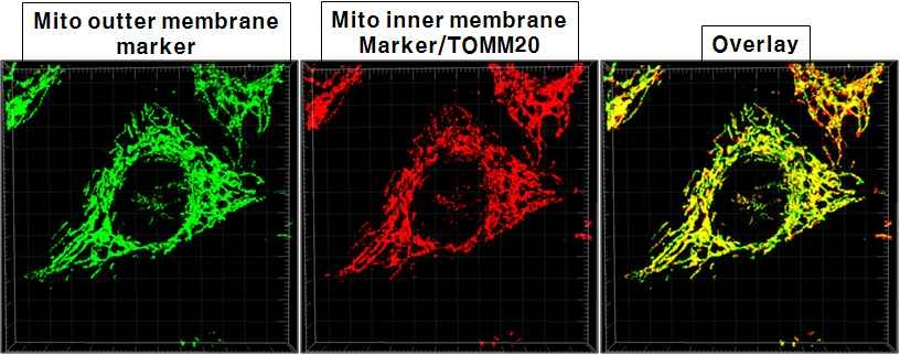 [보고서]미토콘드리아 표적형 세포괴사 유도물질 발굴 및 미토콘드리아 분절 형태 연구