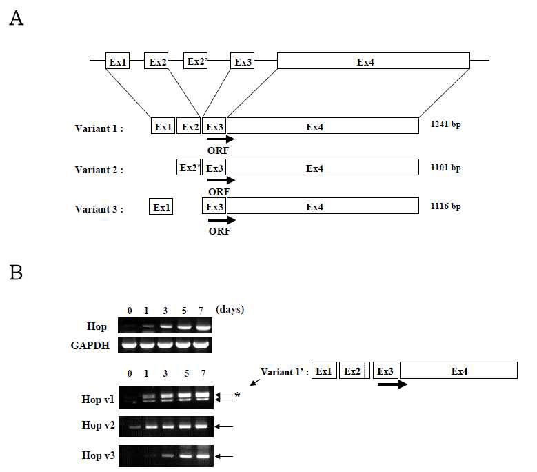 [보고서]한국인 아토피 피부염 관련 유전체 연구