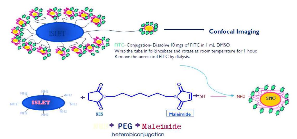 [보고서]당뇨병 치료를 위한 분자영상학적 진단 가능한 면역반응 억제형 췌장소도 개발