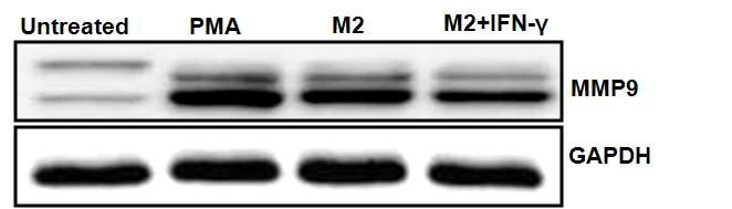 [보고서]방사선 생체영향 연구를 통한 종양치료 증진방안 연구