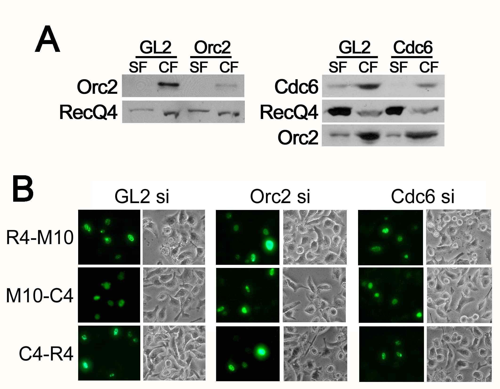[보고서]인간세포의 유전체 안정성에 Rothmund-Thomson syndrome 유전자 RECQL4가 미치는 기능 및 작용 기전 연구