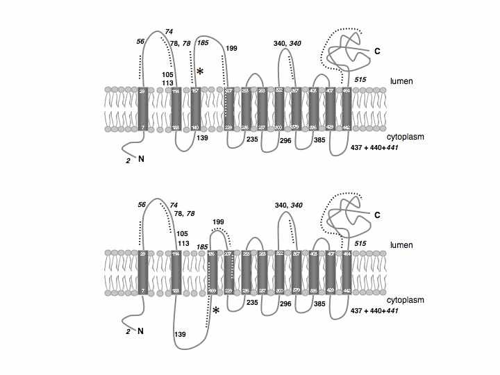 [보고서]STT3 생성과 OST 구성원리