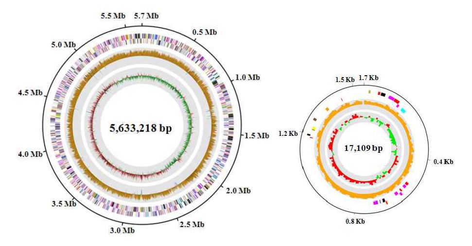 [보고서]고속 기능 유전체학 분석을 이용한 Comamonas sp. P19의 방향족 탄화수조 대사회로 및 조절기작 규명
