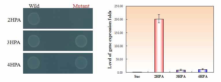 [보고서]고속 기능 유전체학 분석을 이용한 Comamonas sp. P19의 방향족 탄화수조 대사회로 및 조절기작 규명