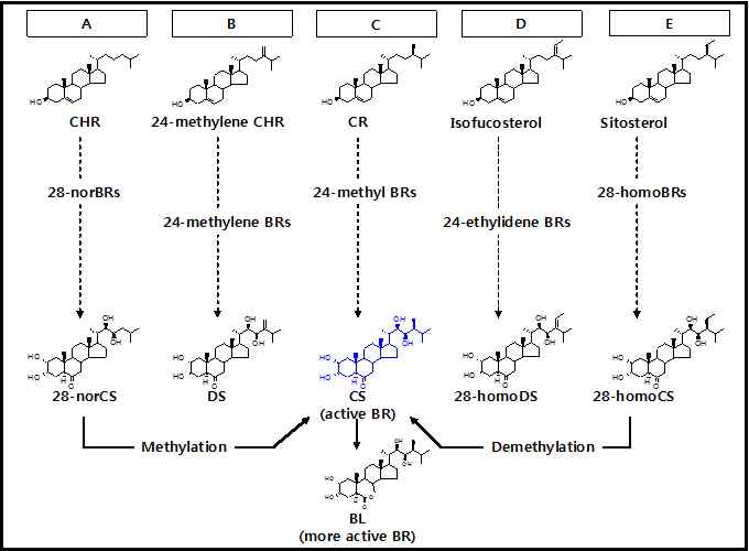 [보고서]식물조직 내 브라시노스테로이드 함량조절을 위한 생합성 및 이동에 관한 연구