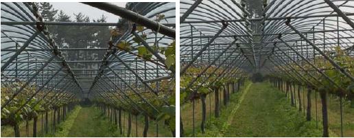 [보고서]포도(흑구슬, 흑보석, 청수, 청향, 자랑, 캠벨얼리, 거봉, MBA) 비가림재배 수익 모델