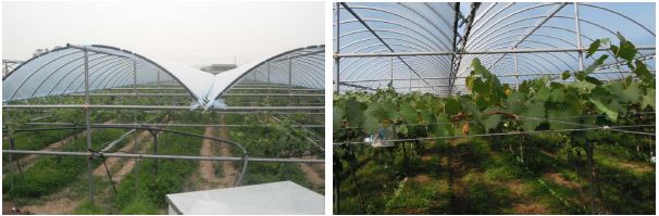 [보고서]포도(흑구슬, 흑보석, 청수, 청향, 자랑, 캠벨얼리, 거봉, MBA) 비가림재배 수익 모델