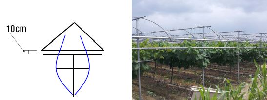 [보고서]포도(흑구슬, 흑보석, 청수, 청향, 자랑, 캠벨얼리, 거봉, MBA) 비가림재배 수익 모델