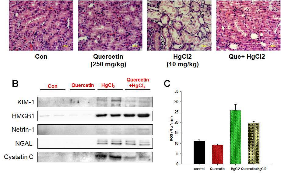 [보고서]유해물질의저용량노출평가연구-중금속(2종)