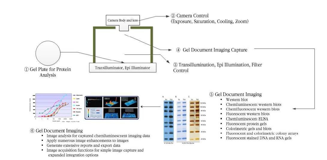 [보고서]Gel-LitTM(Gel Document System) 기기 및 통합 영상처리 솔루션 개발