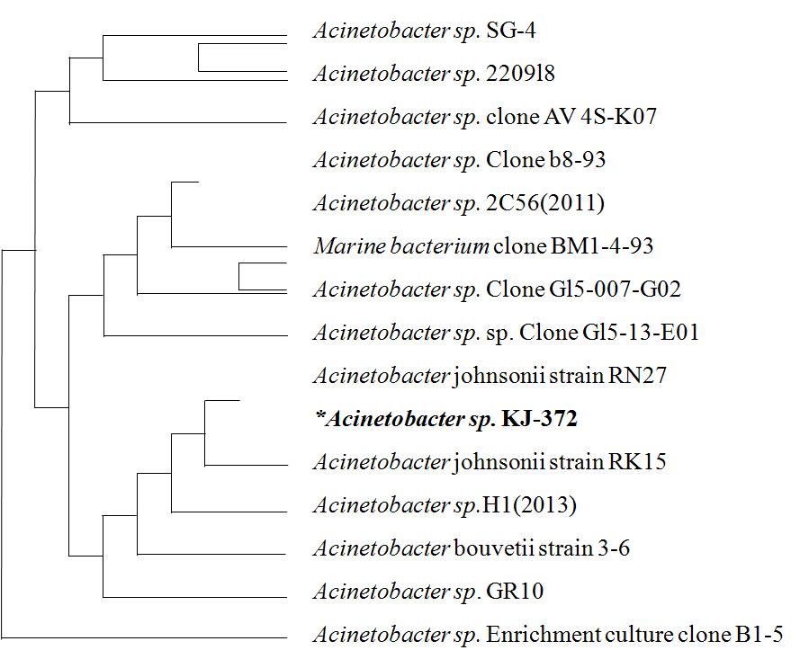 [보고서]반려동물 가정맞춤형 위생용품 개발