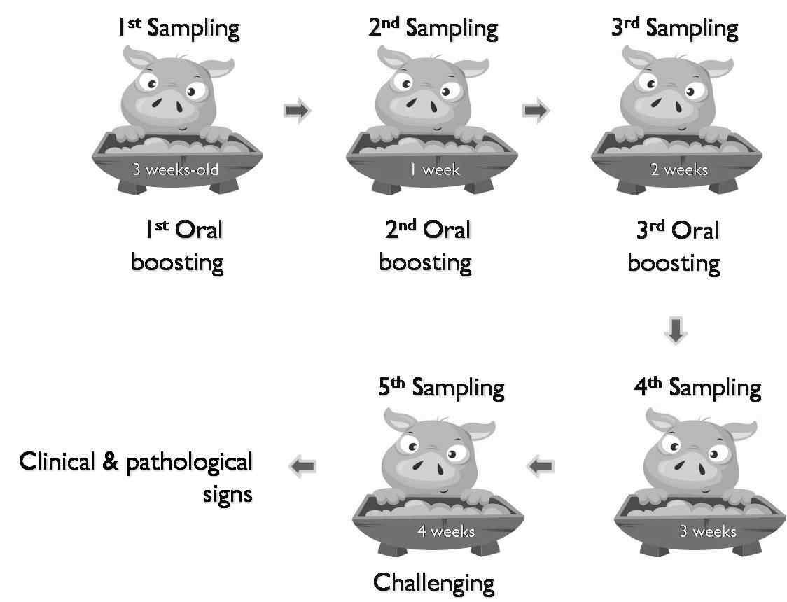 [보고서]돼지 흉막폐렴 예방을 위한 사료첨가용 효모 개발 및 산업화