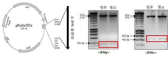 [보고서]소 동결생식세포에 Interferon을 활용한 혁신적인 임신증진 전략