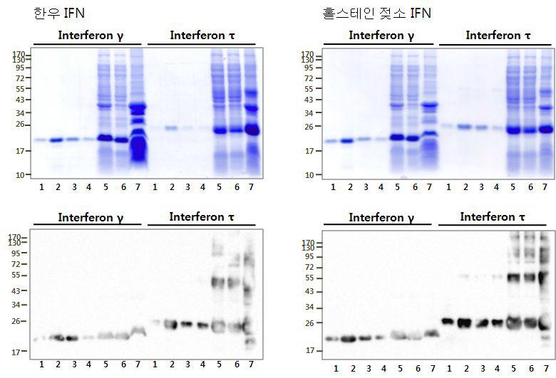 [보고서]소 동결생식세포에 Interferon을 활용한 혁신적인 임신증진 전략