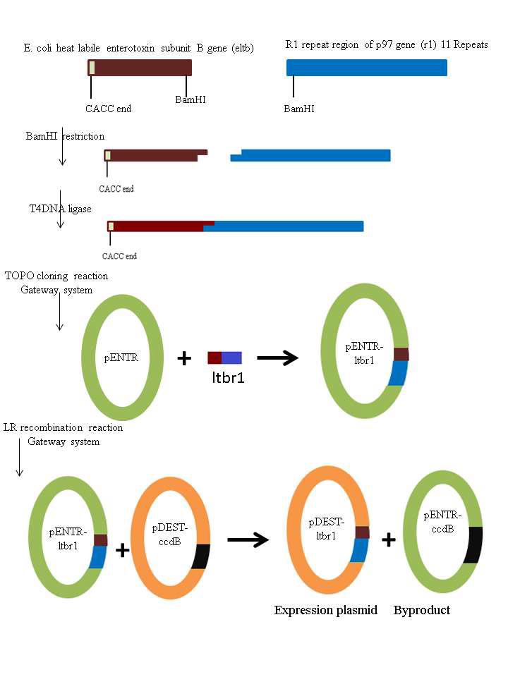 [보고서]수지상세포의 Toll-like receptor 활성화 유도기술을 응용한 차세대 돼지 마이코플라즈마 폐렴 제어기술 개발