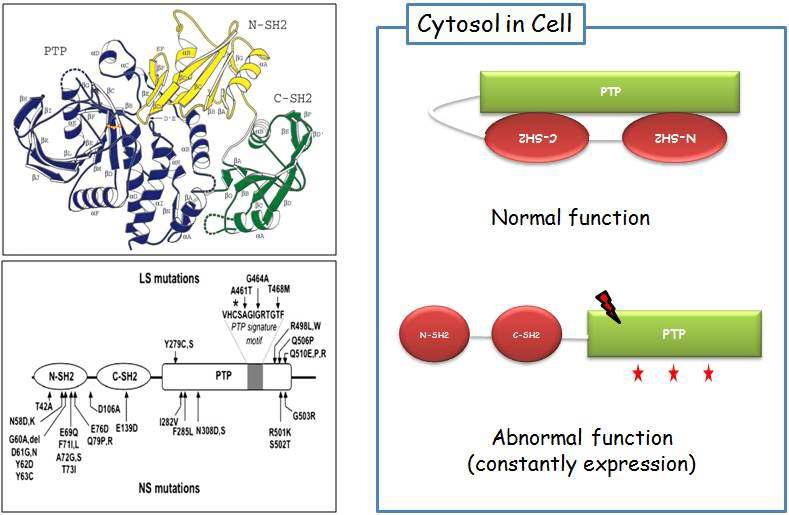 [보고서]질환특이적 역분화 줄기세포의 개발 및 응용