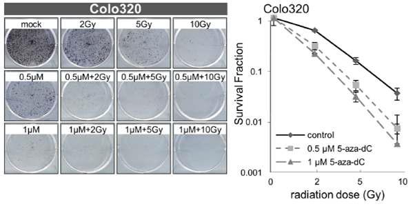 [보고서]Epigenetic regulation을 통한 종양줄기세포에서의 방사선 치료 가능성 연구