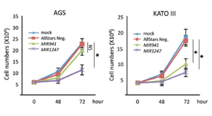 [보고서]Epigenetic regulation을 통한 종양줄기세포에서의 방사선 치료 가능성 연구