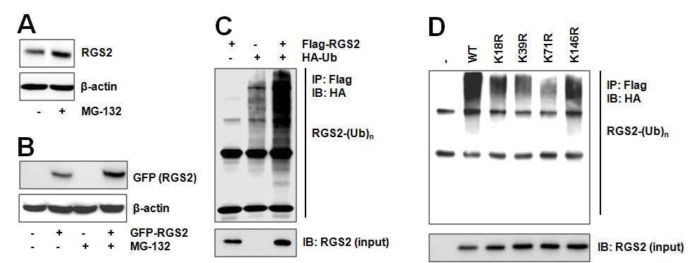 [보고서]RGS2 발현과 변형에 의한 새로운 작용 기전