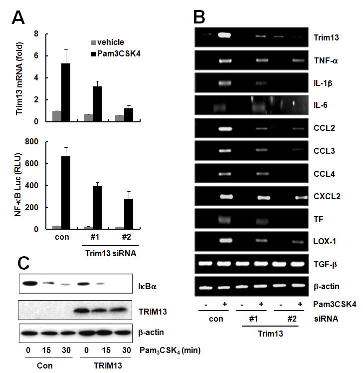 [보고서]RGS2 발현과 변형에 의한 새로운 작용 기전