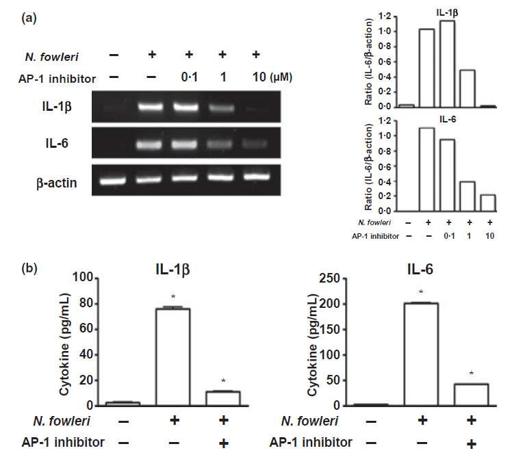 [보고서]파울러자유아메바 감염에 있어서 inflammasome 유전자 탐색 및 기능 분석