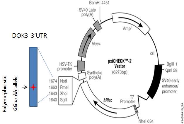 [보고서]대장암-특이 miRTS 다형성 발굴 및 기능 연구