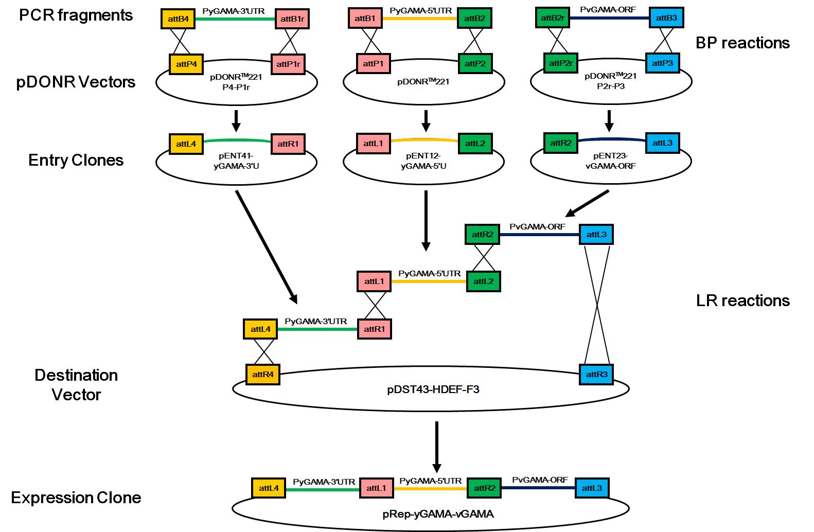 [보고서]High-throughput immunomics 방법을 이용한 새로운 삼일열말라리아 백신 항원의 발굴 및 작용 기전 규명