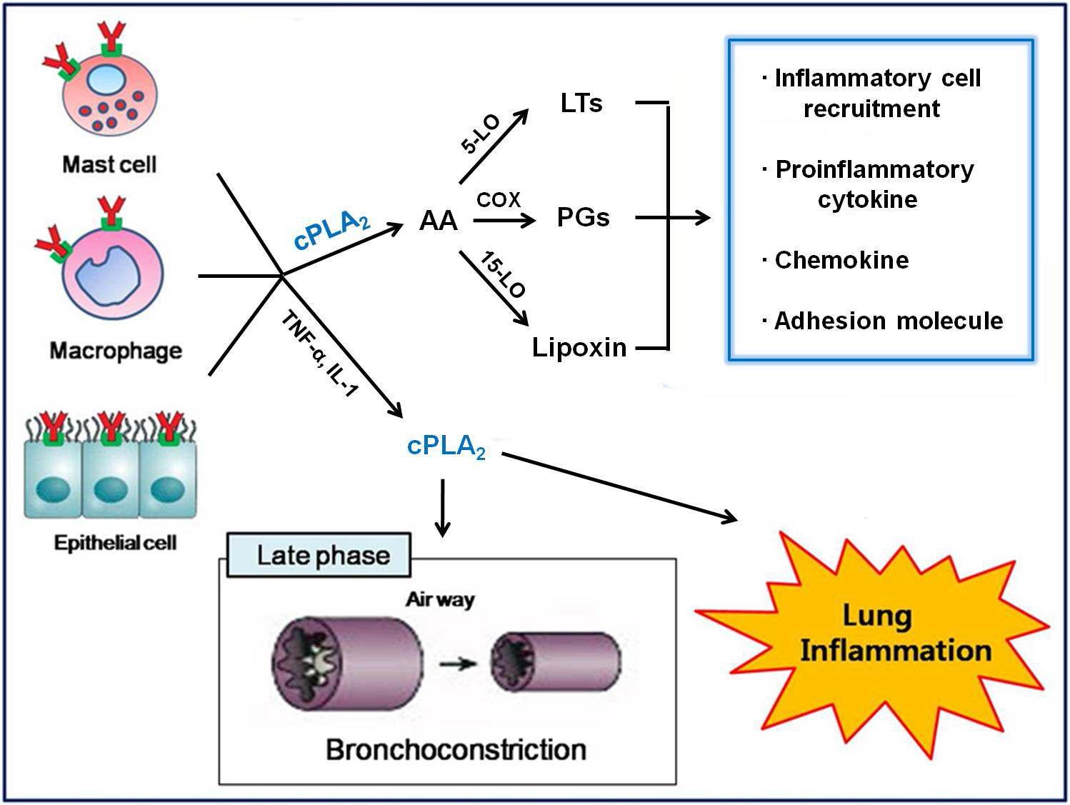 [보고서]글루타민의 염증 질환 억제 기작 연구: MKP-1/p38/cPLA2의 역할
