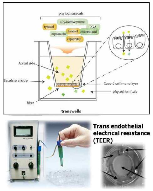 [보고서]전통식품 phytochemicals의 생체이용 해석 연구