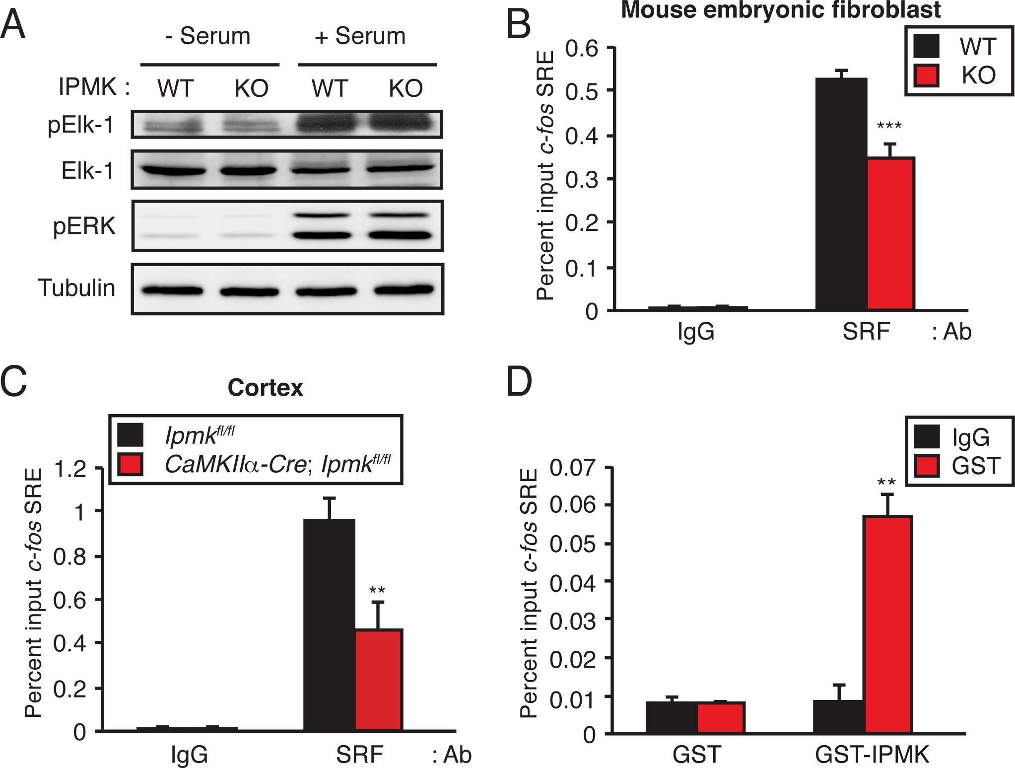 [보고서]mTOR결합-대사체 동정 및 신개념 mTOR조절약물개발