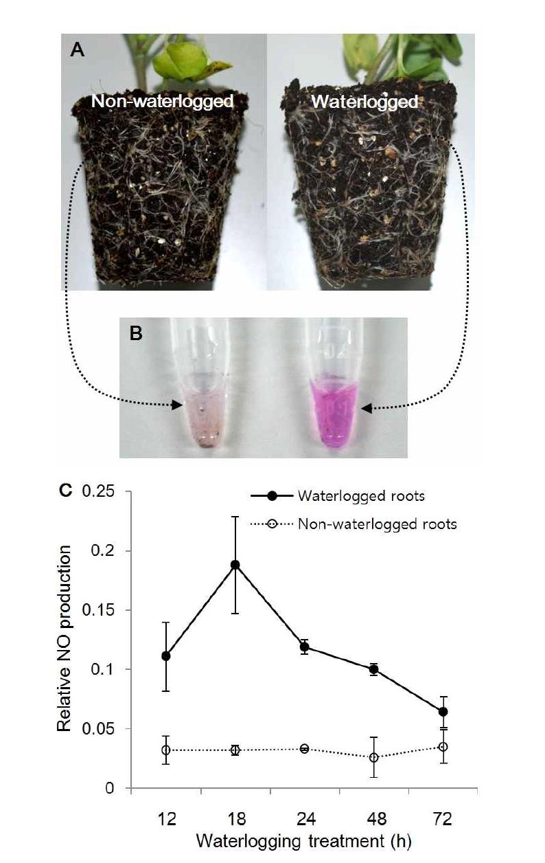 [보고서]답리작 유채 재배 시 입모율 향상 및 습해 연구