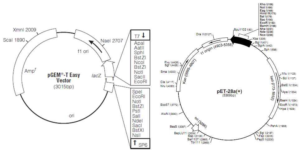 [보고서]DMB (Dense Mutation Block) 기반 벼 분자육종플랫폼 개발 및 융합오믹스 기술 이용 유용 유전자 대량 발굴